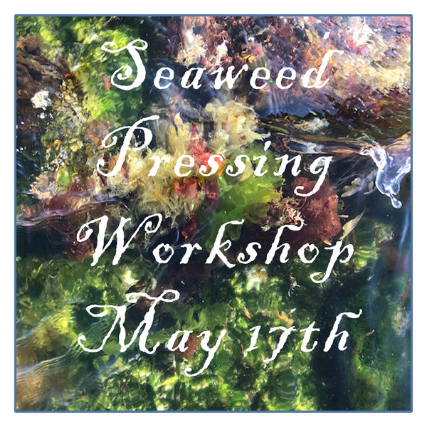 Workshops - Saltwater Studio Newport