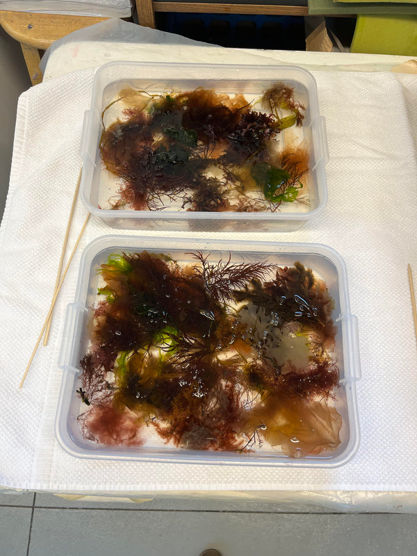 Original Seaweed Botanical Pressing: Seaweed Collage with Oakleaf, Lav ...