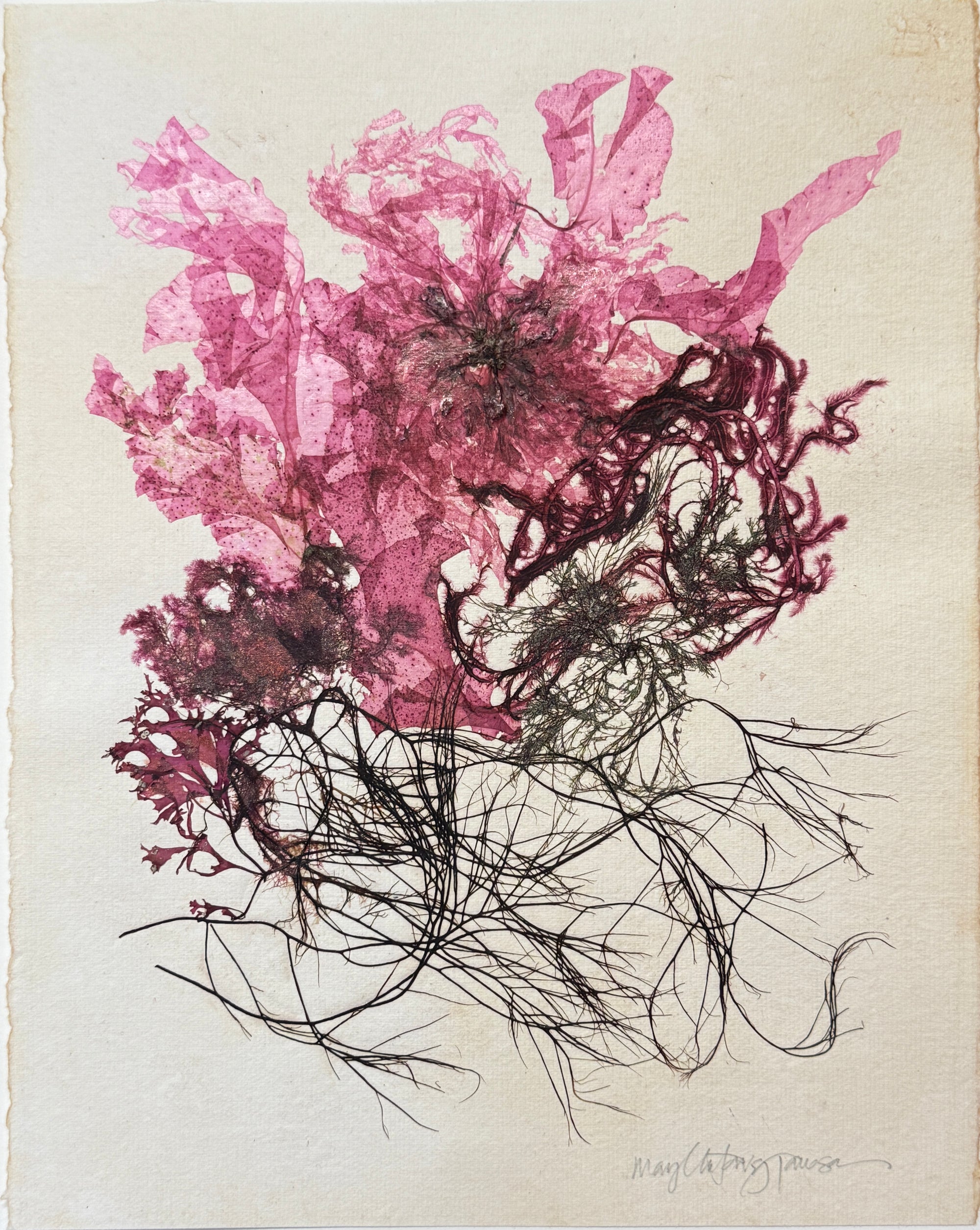 Original Seaweed Botanical Pressing: Tide Pool Series: Vintage Collage ...