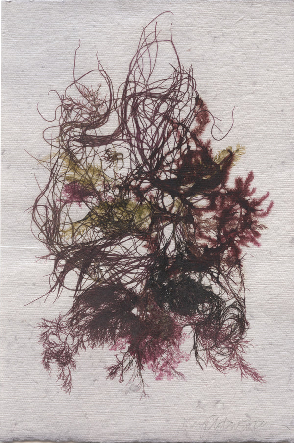 Original Seaweed Botanical Pressing: West Cove Collage II - Saltwater ...