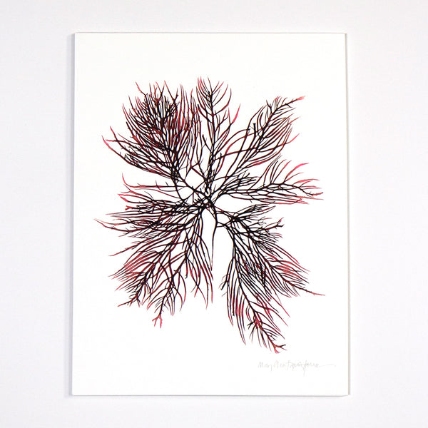 Fine Art Prints - Saltwater Studio Newport